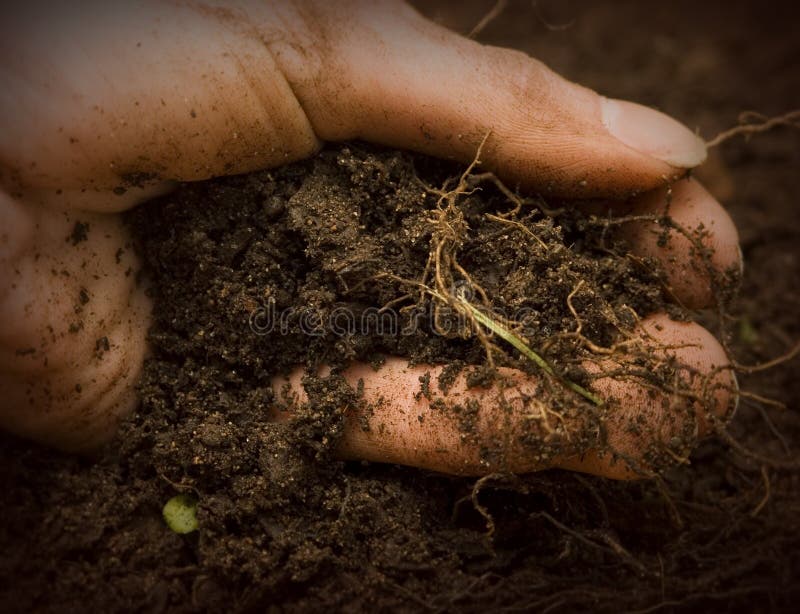 Hand in Dirt stock image. Image of hold, gardening, dirty - 9037899