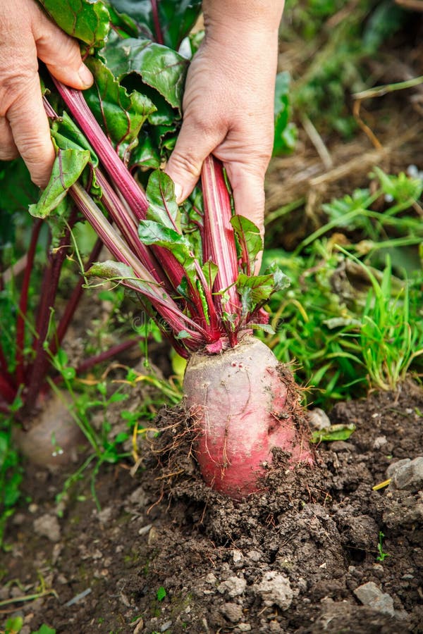 Hand Dragging Young Beetroot Stock Photo - Image of healthy, maroon ...