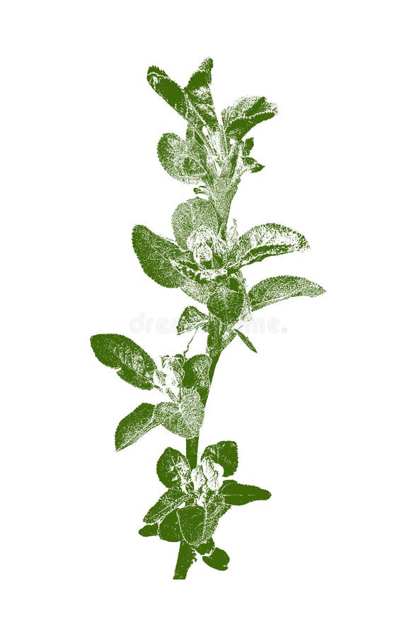 Hand Draw Apple Branch with Flowers and Leaf in Retro Style Stock Image ...