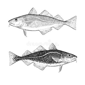 Atlantic Cod Drawing Stock Illustrations – 245 Atlantic Cod Drawing ...