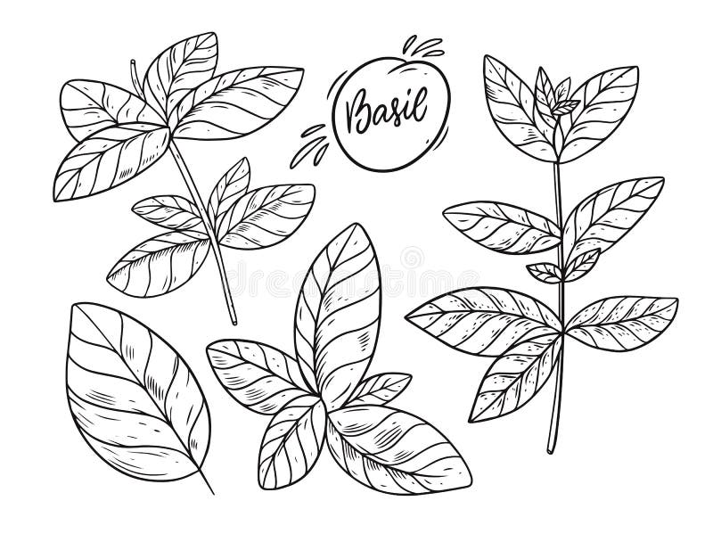 Hand Draw Basil Sketch Vector Illustration. Engraving Style Stock ...