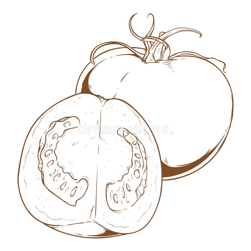 Hand draw cartoon tomato stock vector. Illustration of vegetable ...