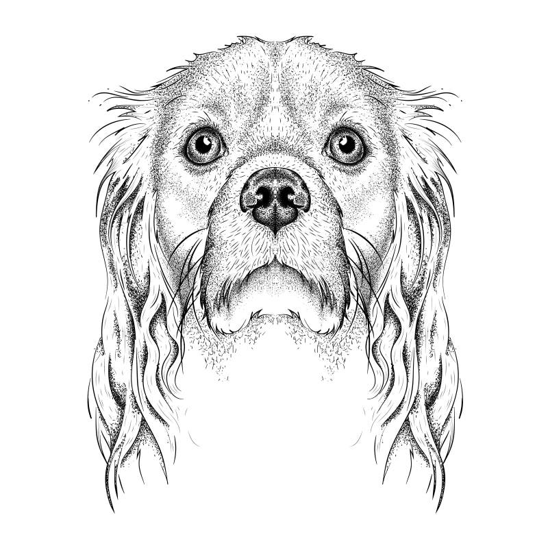 Hand Draw Cocker Spaniel Portrait. Hand Draw Vector Illustration Stock ...