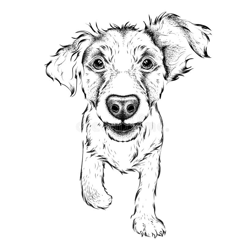 Cocker Spaniel Stock Illustrations – 2,939 Cocker Spaniel Stock ...
