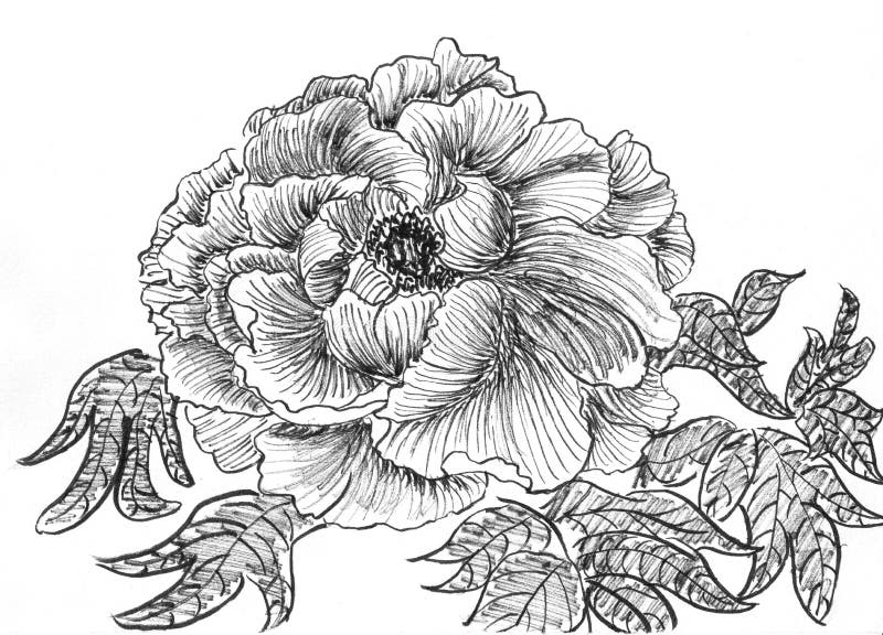 Hand draw flower stock illustration. Illustration of blossom - 41822614