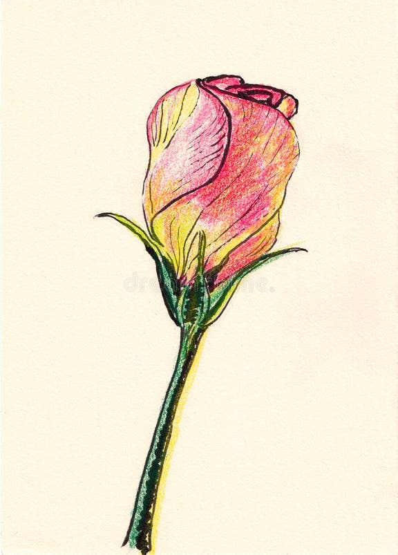 Hand draw flower stock illustration. Illustration of petal - 41888600