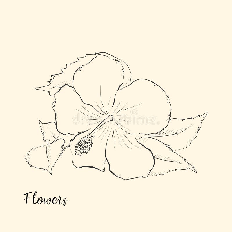 Hand Draw of Flower. Vector Illustration Stock Illustration ...