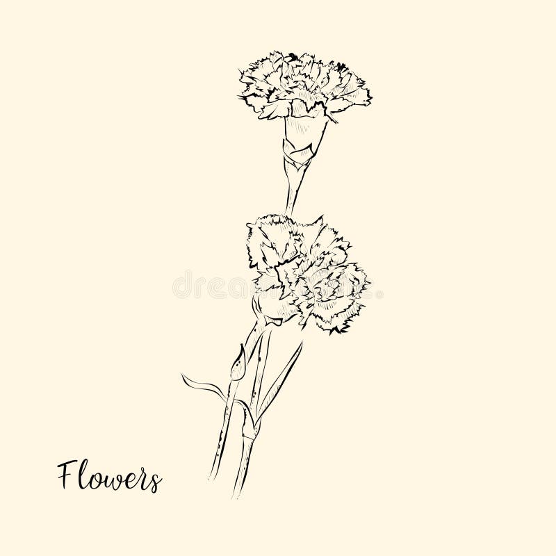 Hand Draw of Flower. Vector Illustration. Sketch. Stock Illustration ...