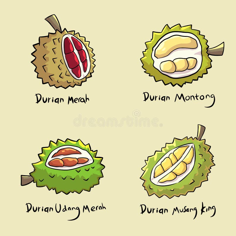 Hand Draw Four Durian Illustration Stock Vector - Illustration of four ...