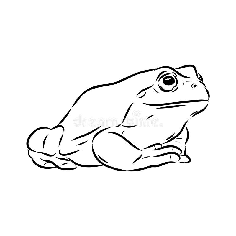 Hand Draw Frog Isolated, Frog Vector Illustration, Frog Outline Stock ...