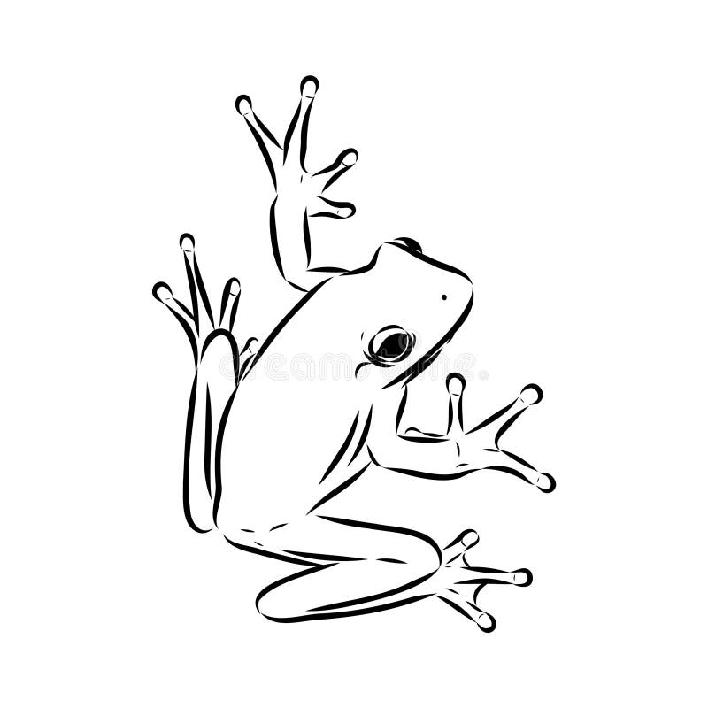 Hand Draw Frog Isolated, Frog Vector Illustration, Frog Outline Stock ...