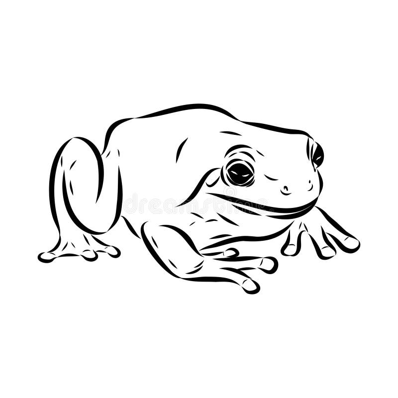 Hand Draw Frog Isolated, Frog Vector Illustration, Frog Outline Stock ...