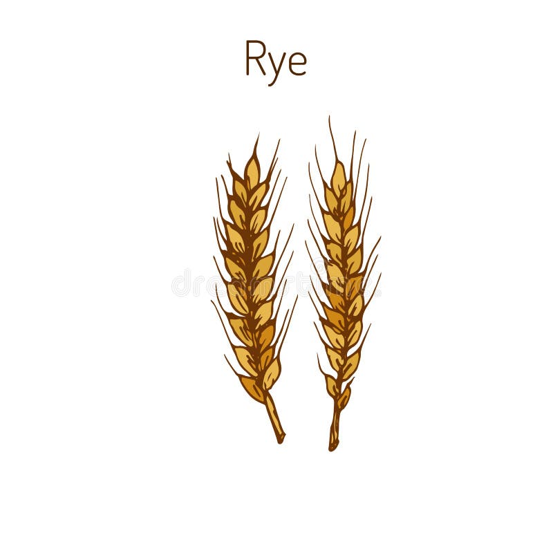 Hand draw rye ears sketch stock vector. Illustration of seed - 82666038