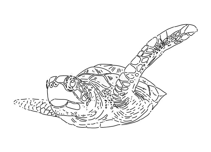 Hand draw grape, vector stock vector. Illustration of draw - 79348414