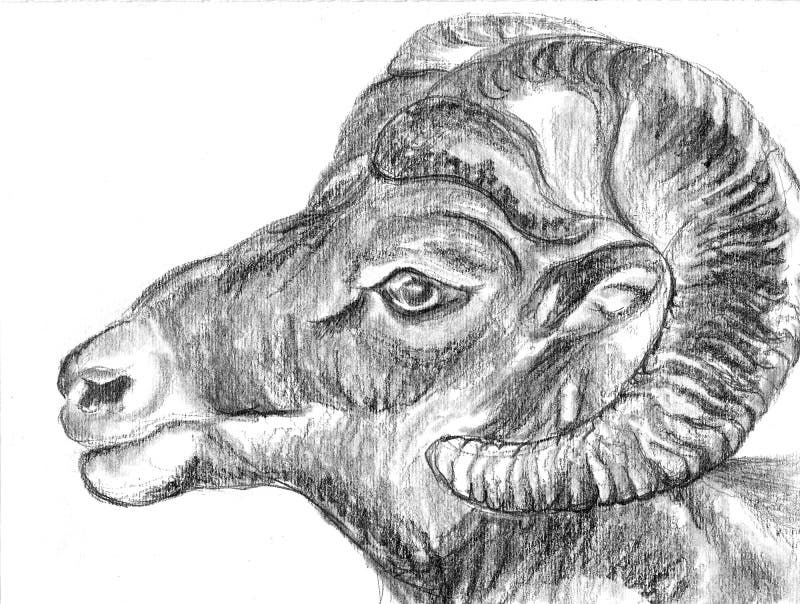 Hand draw sheep head stock illustration. Illustration of domestic ...