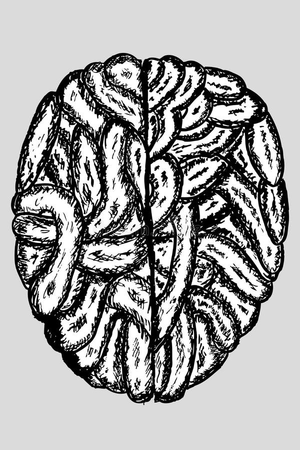Hand Draw Sketch, Brain stock vector. Illustration of hand - 41852071