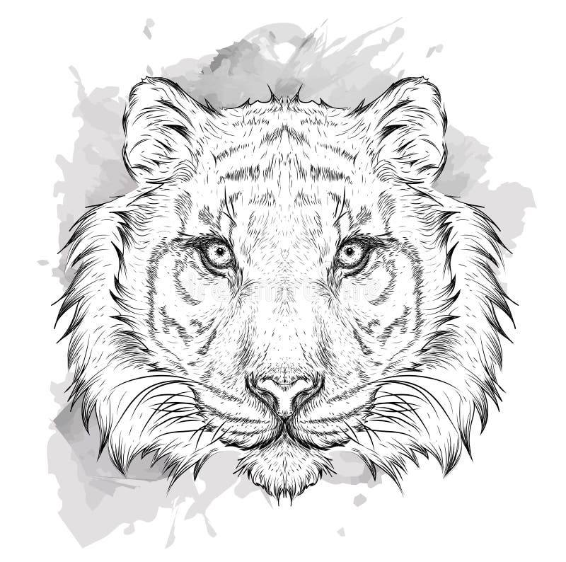 Hand Draw Tiger Portrait. Hand Draw Vector Illustration Stock Vector ...
