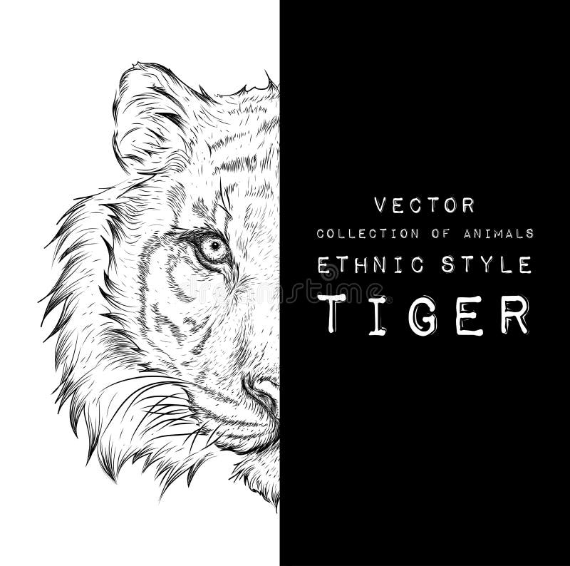Hand Draw Tiger Portrait. Hand Draw Vector Illustration Stock Vector ...