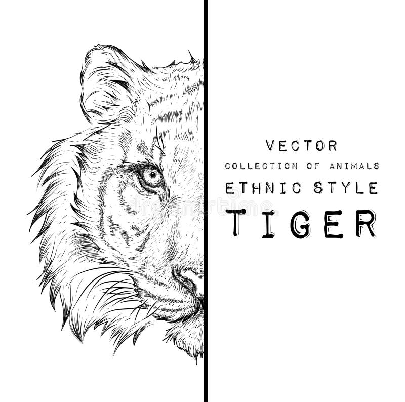 Hand Draw Tiger Portrait. Hand Draw Vector Illustration Stock Vector ...