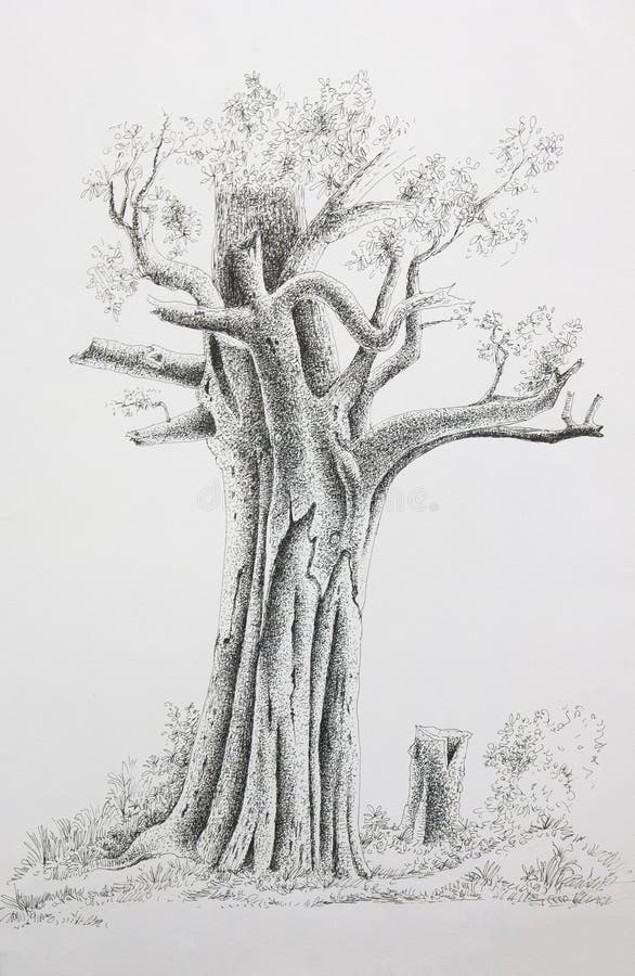 How To Draw Oak Tree for Children. Step by Step Drawing Tutorial Stock ...