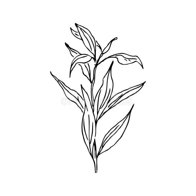 Hand Draw Wild Plant Outline Vector Illustration on White Background ...