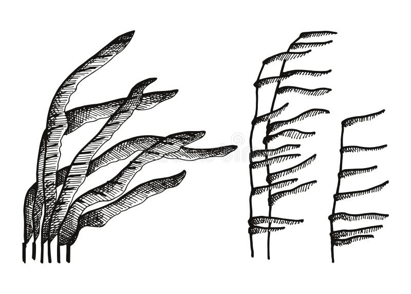 Hand-drawing Algae. Vector Illustration Stock Vector - Illustration of ...