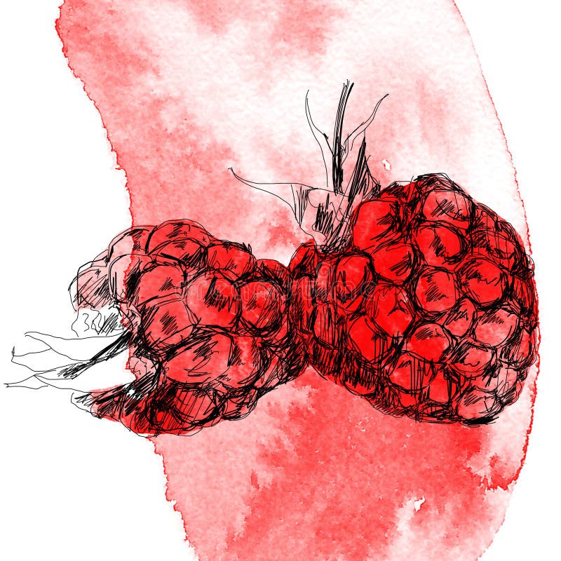 Hand Drawing Art of Red Raspberry Stock Illustration - Illustration of ...