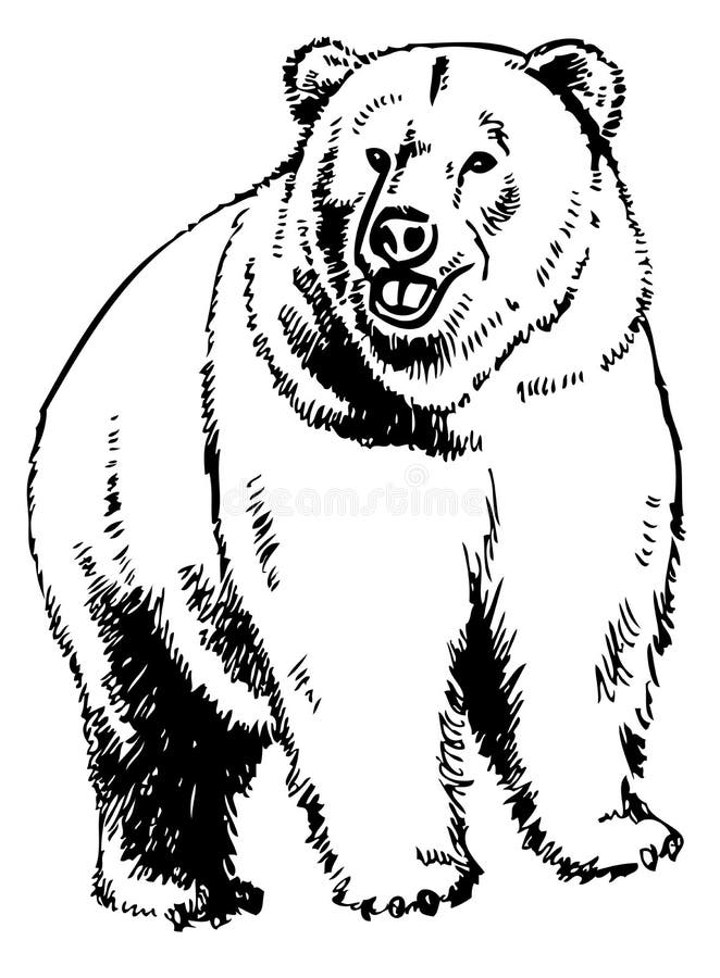 Drawing Bear Stock Illustrations – 180,851 Drawing Bear Stock ...