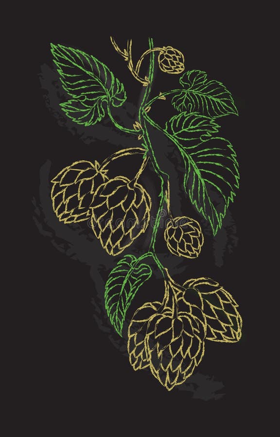 Hand Drawing of a Branch of Hops. Stock Vector - Illustration of drawn ...
