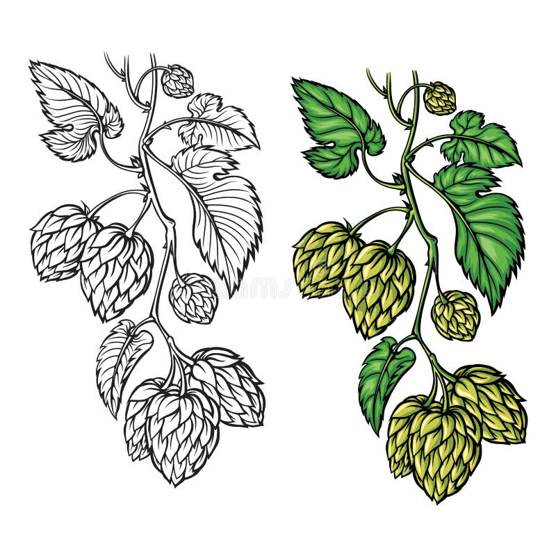 Hand Drawing of a Branch of Hops. Stock Vector - Illustration of drawn ...