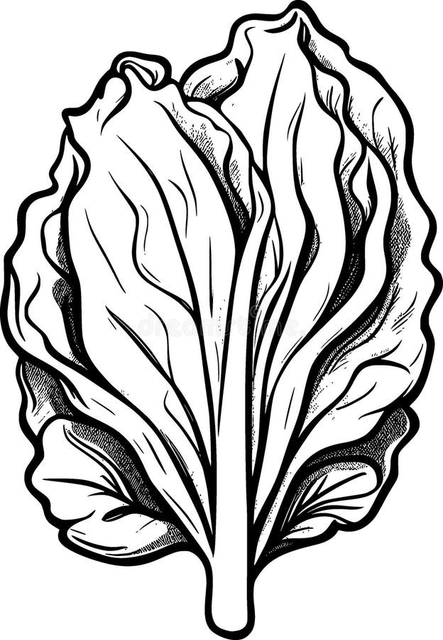 Hand drawing of a cabbage stock illustration. Illustration of ...