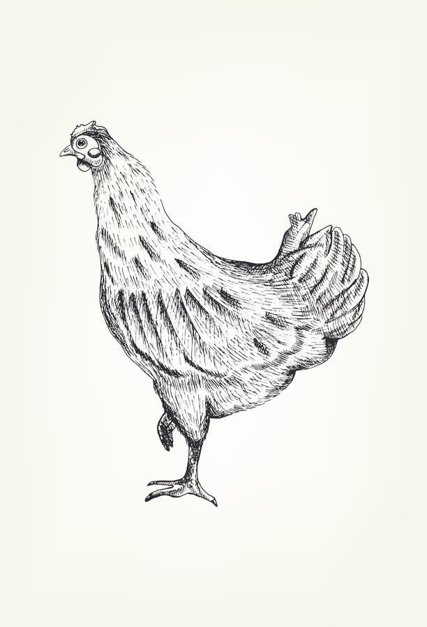 Hand drawing of a chicken stock illustration. Illustration of birds ...