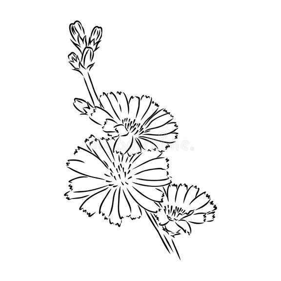 Hand Drawing of a Chicory Flower Vector Stock Vector - Illustration of ...