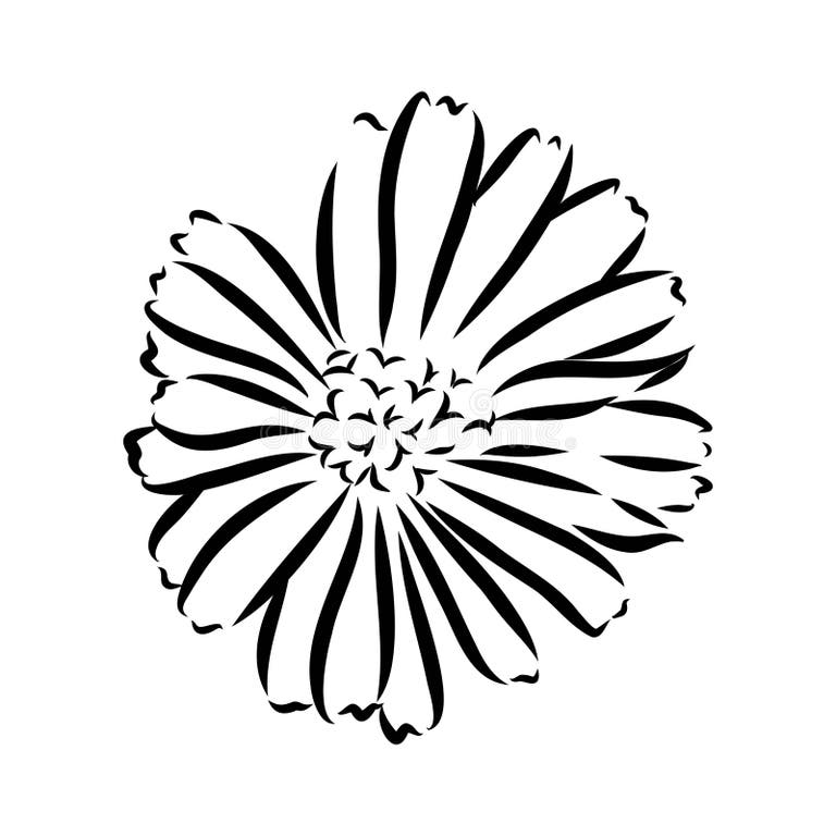 Hand Drawing of a Chicory Flower Vector Stock Illustration ...