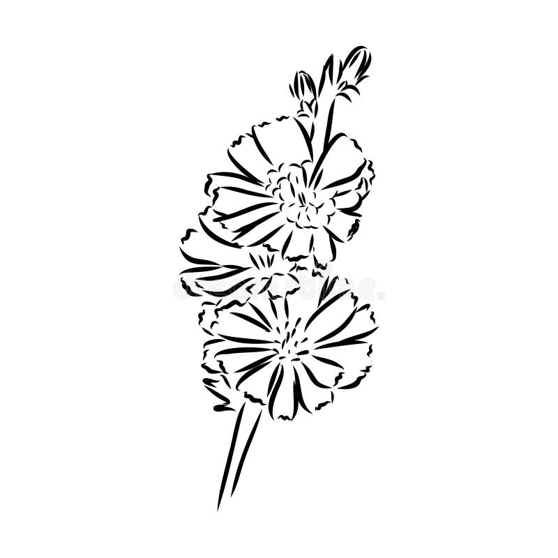 Hand Drawing of a Chicory Flower Vector Stock Vector - Illustration of ...