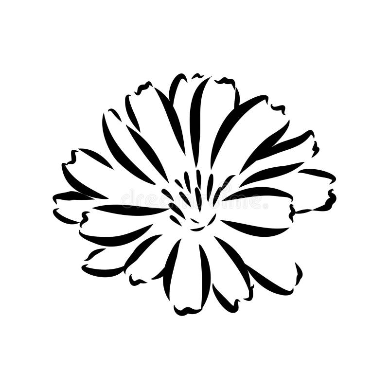Hand Drawing of a Chicory Flower Vector Stock Vector - Illustration of ...