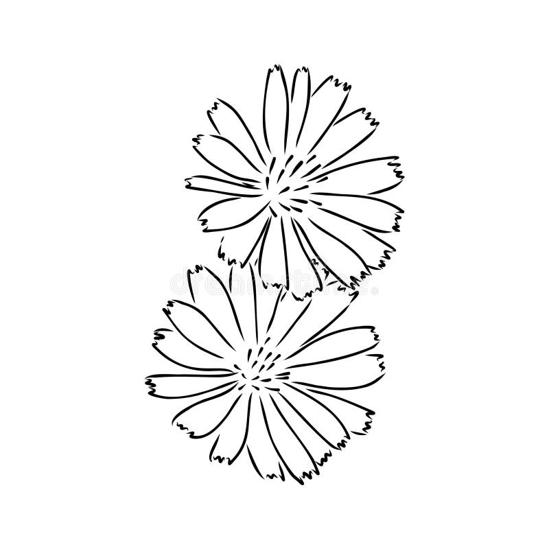 Hand Drawing of a Chicory Flower Vector Stock Vector - Illustration of ...