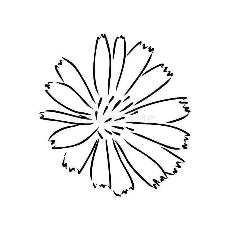 Hand Drawing of a Chicory Flower Vector Stock Vector - Illustration of ...