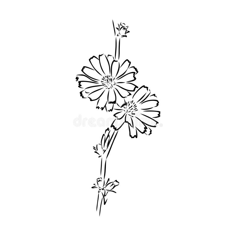 Hand Drawing of a Chicory Flower Vector Stock Vector - Illustration of ...