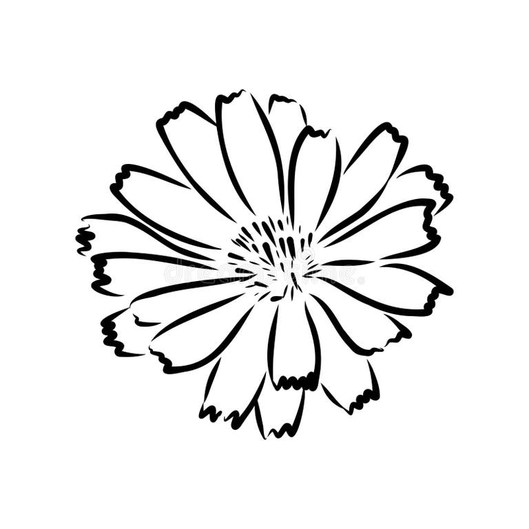 Hand Drawing of a Chicory Flower Vector Stock Vector - Illustration of ...