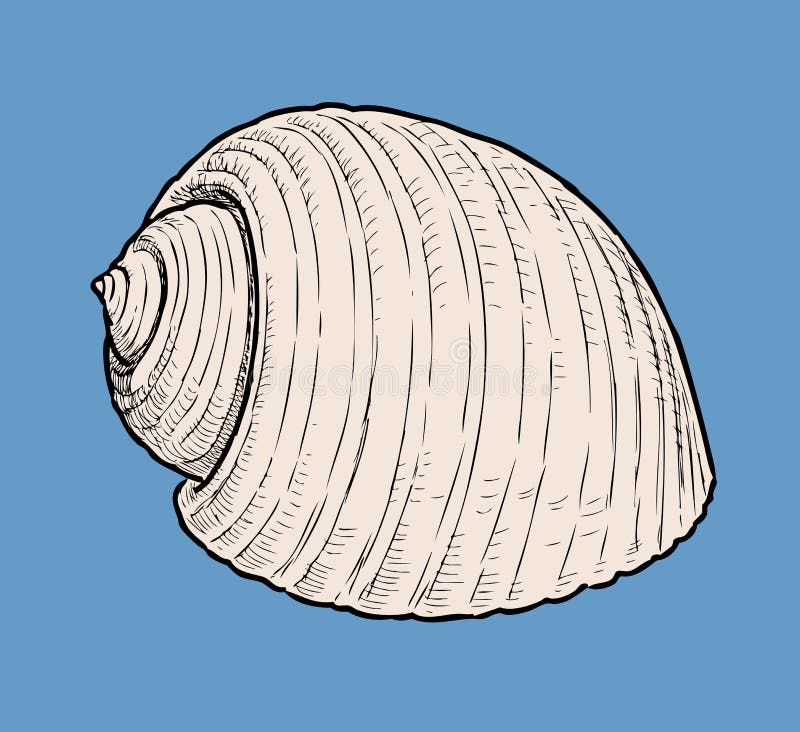 Sketch of a cockleshell stock vector. Illustration of shell - 115894280