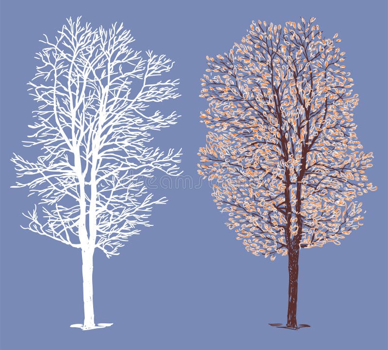 Hand Drawing of Deciduous Tree in Winter Season Stock Illustration ...