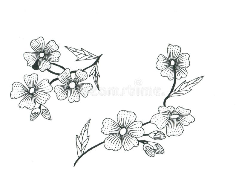 Hand Drawing Forget-me-not, Outline Stock Illustration - Illustration ...