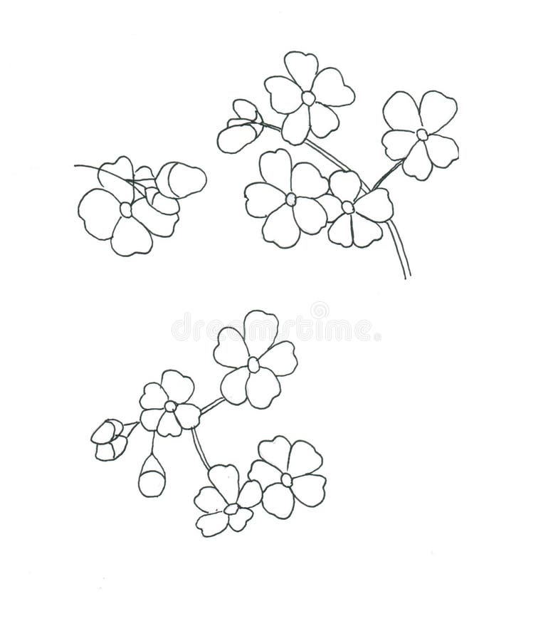 Hand Drawing Forget-me-not, Outline Stock Illustration - Illustration ...