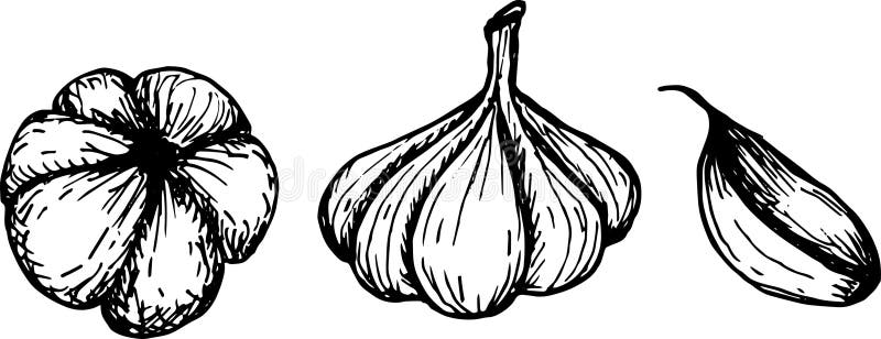 Hand drawing garlic stock illustration. Illustration of harvest - 273352543