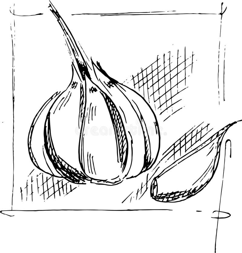 Garlic Sketch Black Line Isolated on White Background Stock ...
