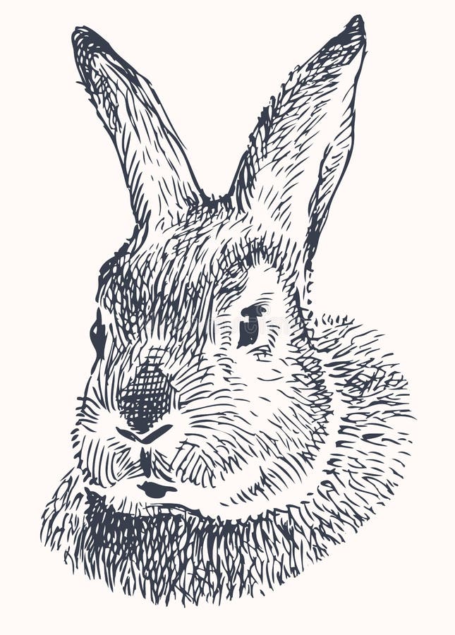 Hand Drawing of Head Cute Domestic Rabbit Stock Vector - Illustration ...
