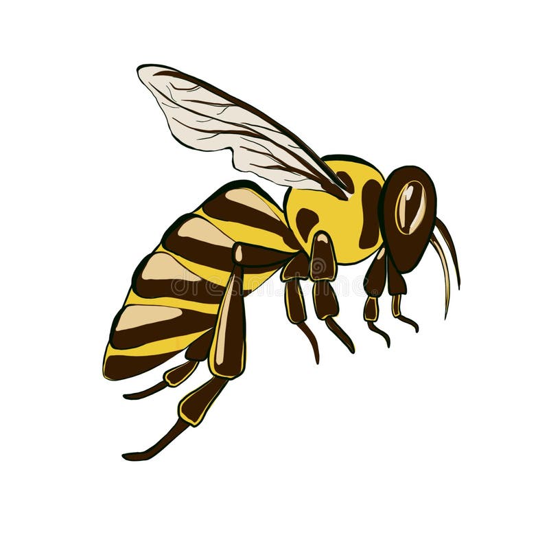 Hand Drawing of a Honey Bee Isolated on White Background Stock ...
