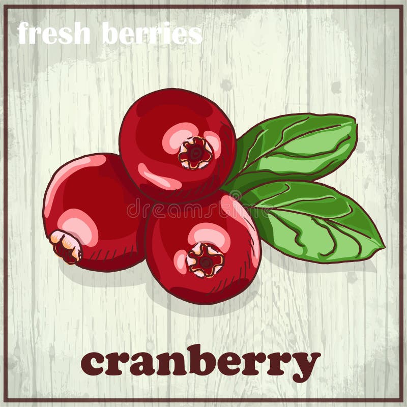 Cranberry Stock Illustrations – 22,694 Cranberry Stock Illustrations ...