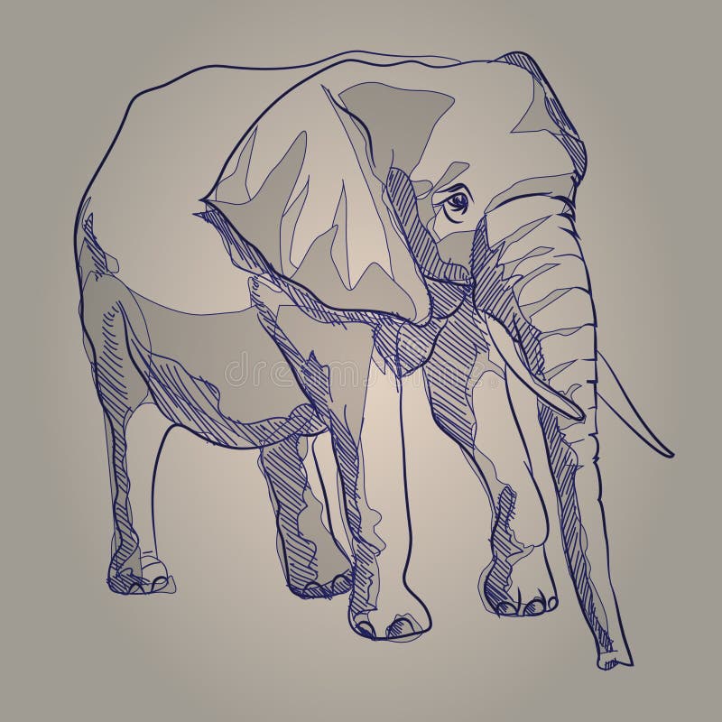Hand Drawing Illustration Elephant Standing Stock Illustration ...